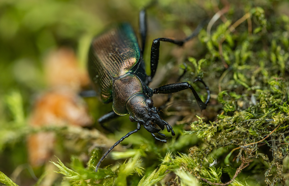 kis bábrabló - Calosoma inquisitor