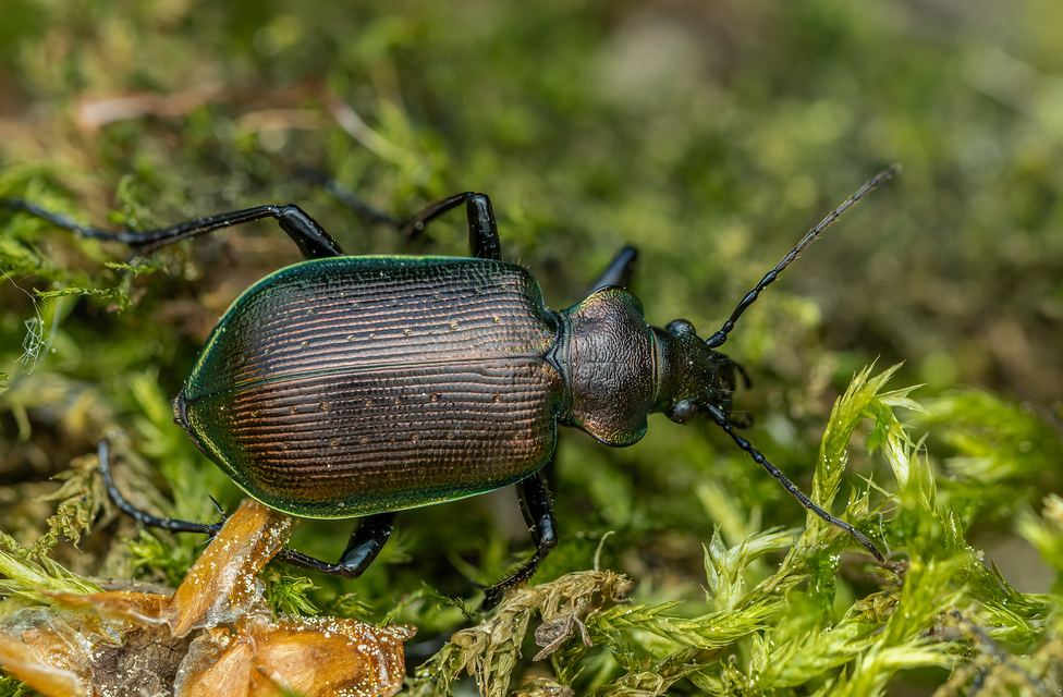 kis bábrabló - Calosoma inquisitor