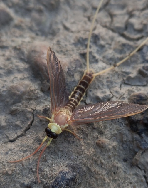 tiszavirág - Palingenia longicauda