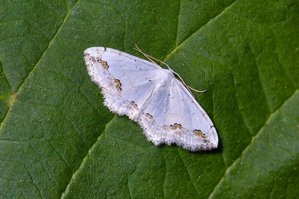 díszes fehéraraszoló - Scopula ornata