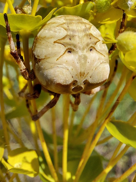 óriás keresztespók - Araneus grossus