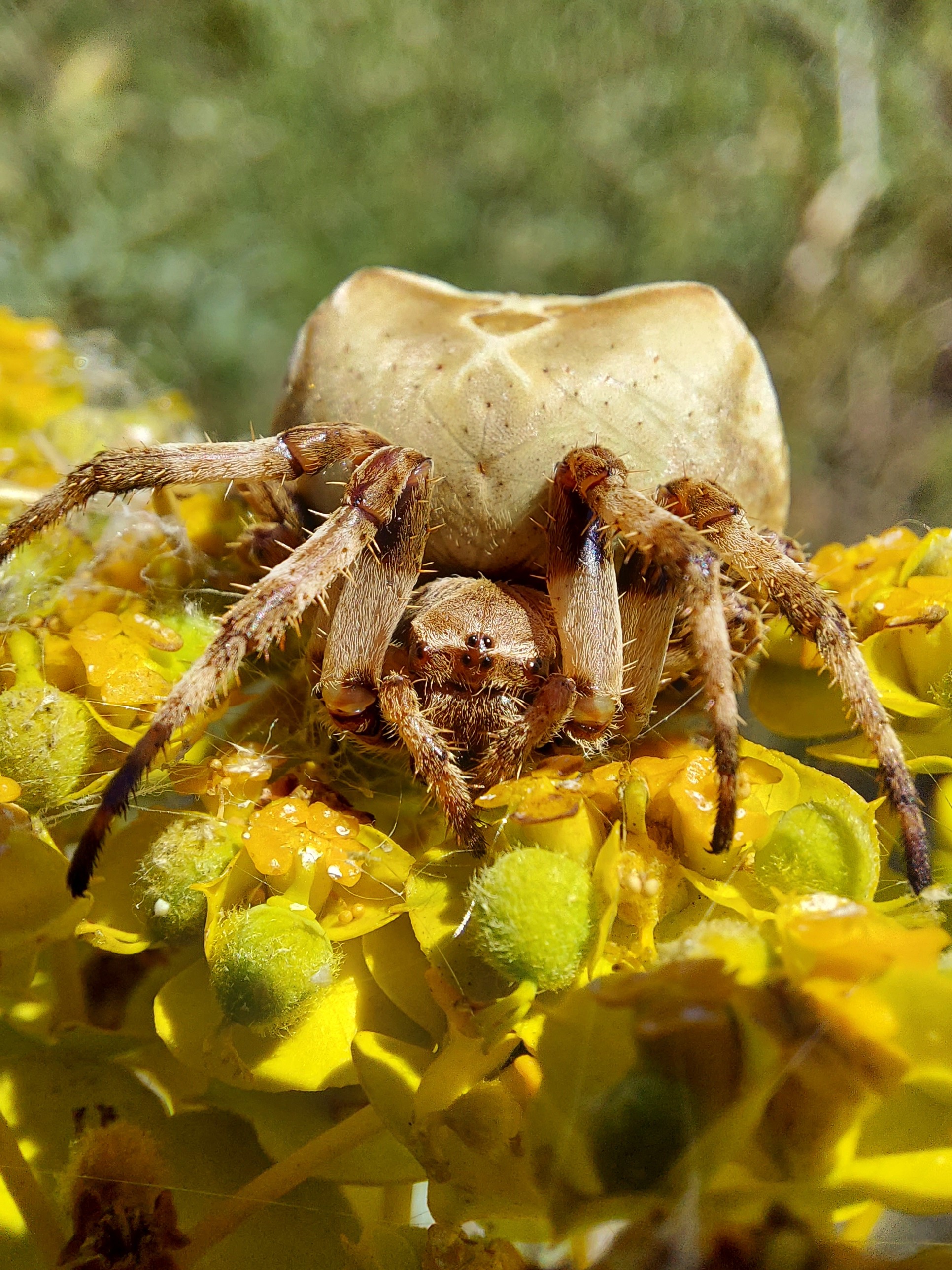 óriás keresztespók - Araneus grossus