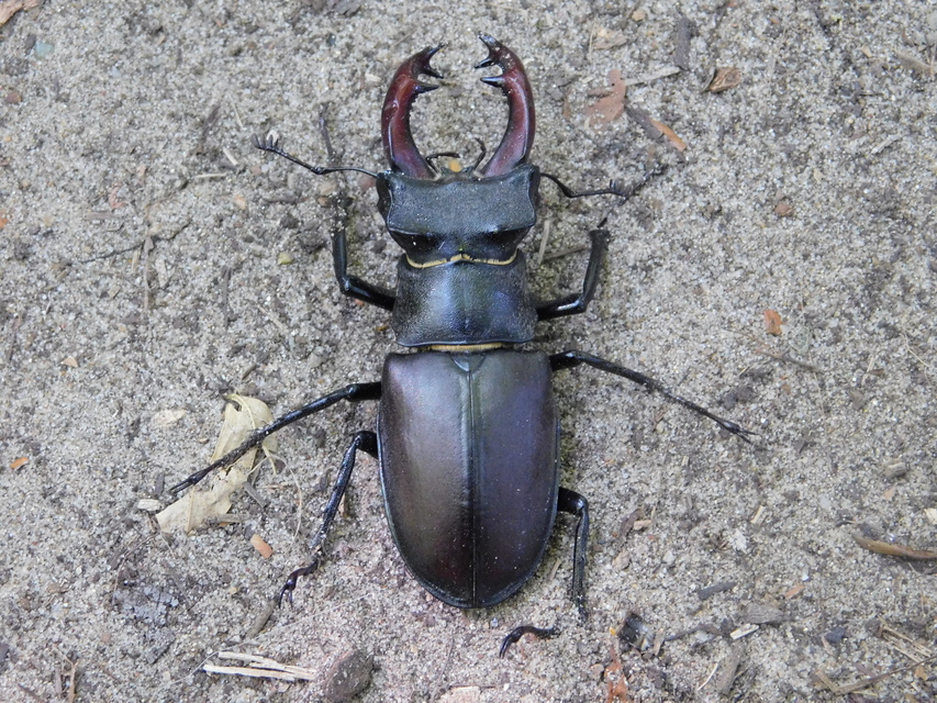 nagy szarvasbogár - Lucanus cervus