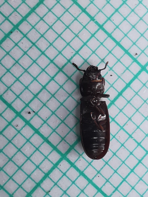 lisztmentő korongbogár - Tenebroides mauritanicus